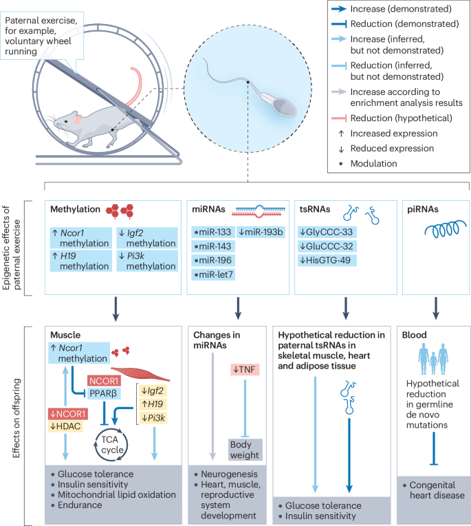 Parental exercise mediates fetal metabolic and cardiac programming ...