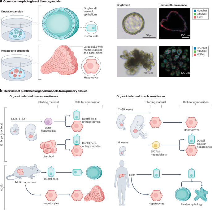 Advances in liver and pancreas organoids: how far we have come and ...