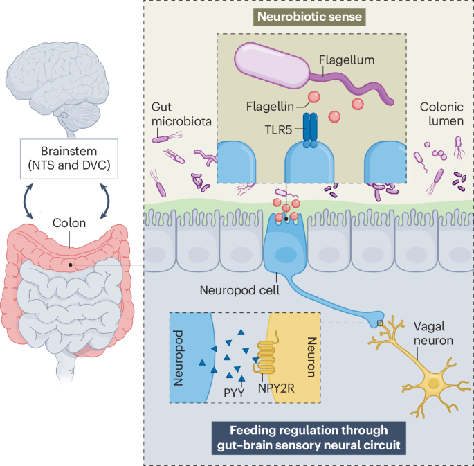 A neurobiotic sense curbs feeding: a new frontier in gut–brain ...