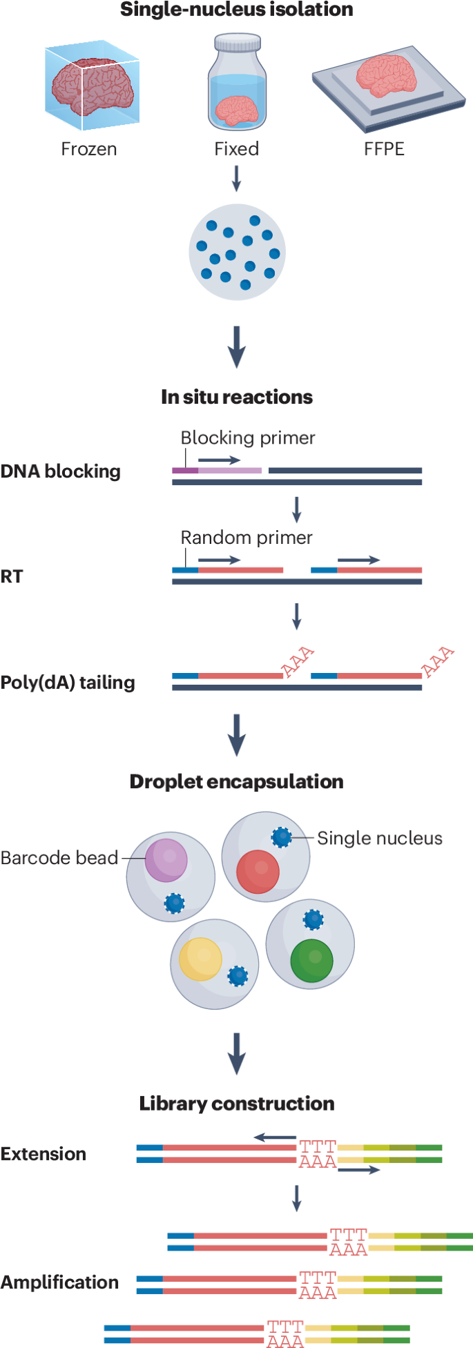 Profiling the total transcriptome of single nuclei in archived samples with snRandom-seq ...