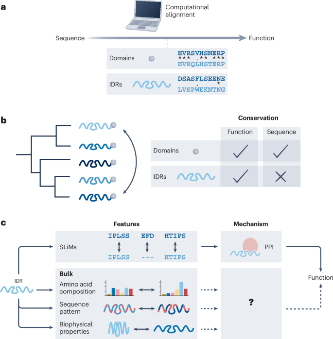 Intrinsically disordered regions as facilitators of the transcription ...