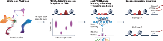 Tracking protein binding to cis-regulatory elements with PRINT | Nature ...