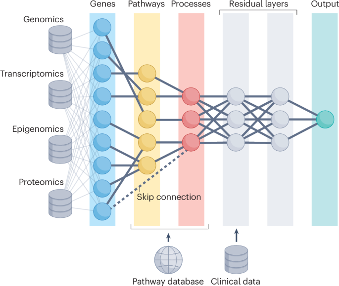 Beyond the black box with biologically informed neural networks | Nature Reviews Genetics