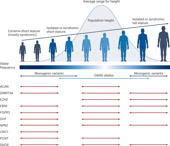The genetic basis of human height | Nature Reviews Genetics