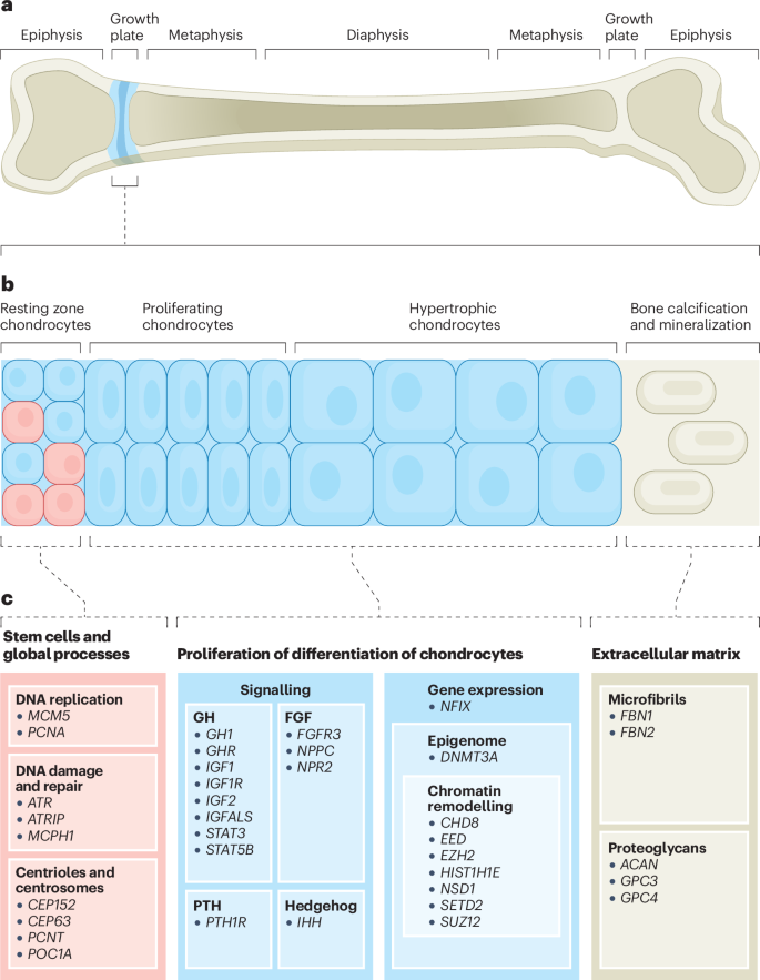 The genetic basis of human height | Nature Reviews Genetics