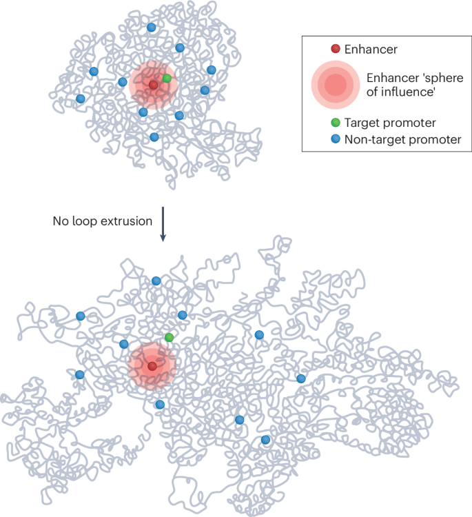 Is enhancer-driven gene regulation all wrapped up? | Nature Reviews ...