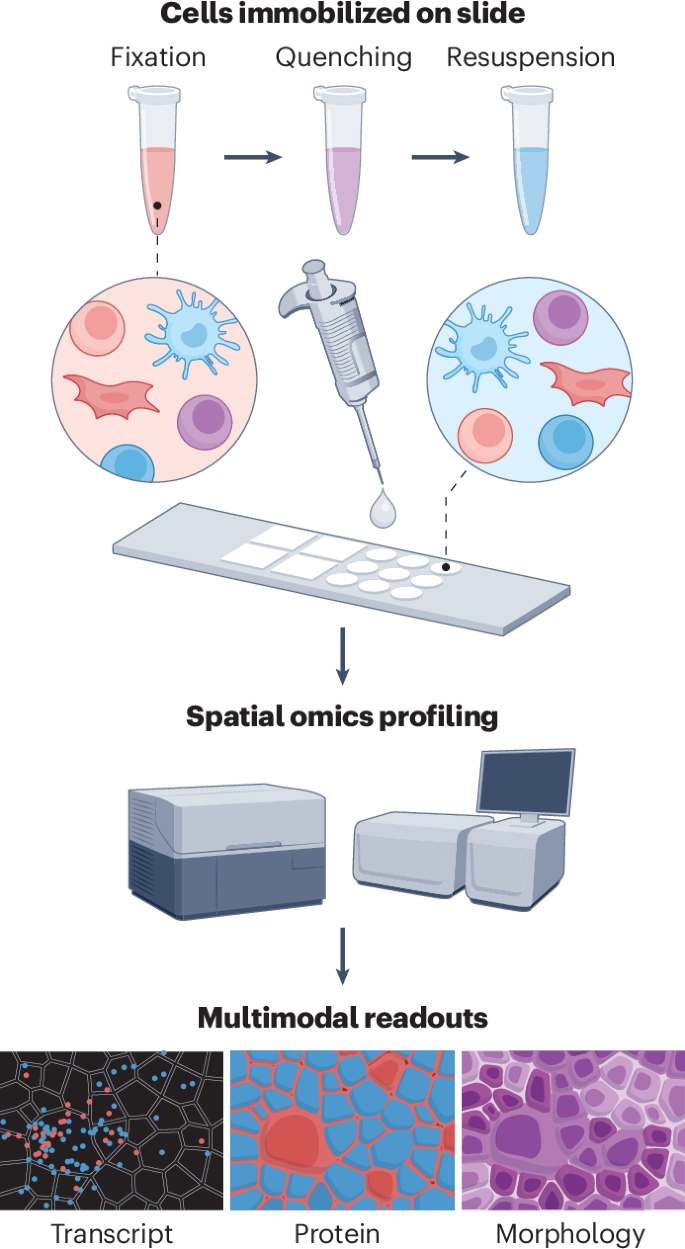 Imaging-based multimodal profiling of single cells with STAMP | Nature Reviews Genetics
