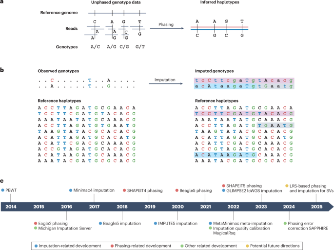 Advances in haplotype phasing and genotype imputation | Nature Reviews Genetics