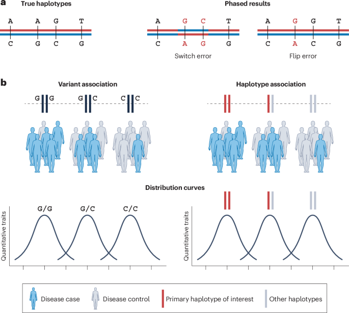 Advances in haplotype phasing and genotype imputation | Nature Reviews ...