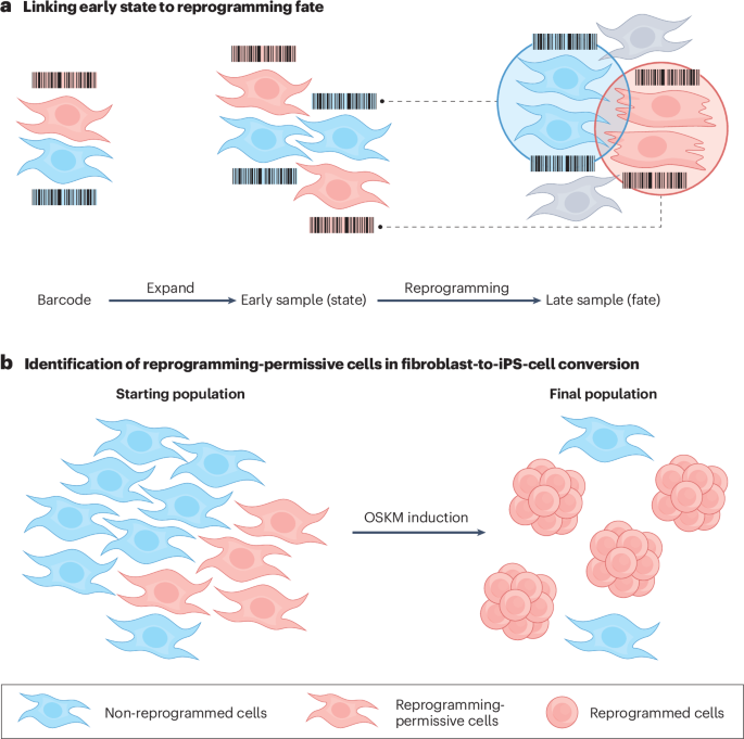 Redefining cellular reprogramming with advanced genomic technologies ...
