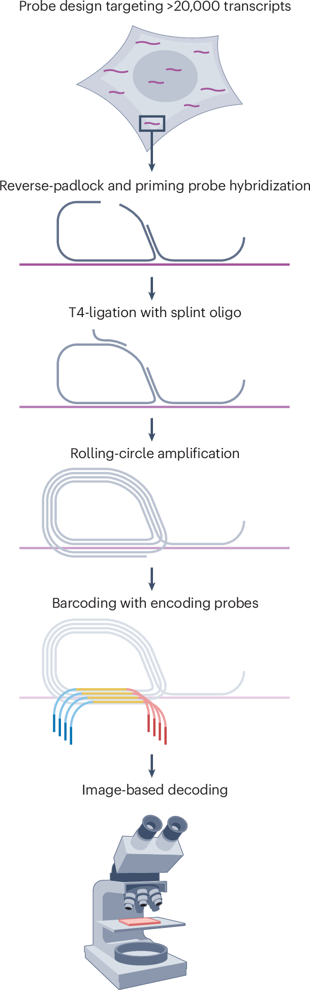 Whole-genome spatial transcriptomic imaging with RAEFISH | Nature ...