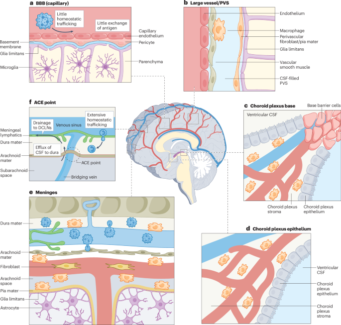 Redefining CNS immune privilege | Nature Reviews Immunology