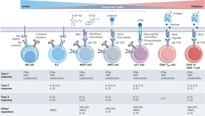 Metabolic control of innate-like T cells | Nature Reviews Immunology