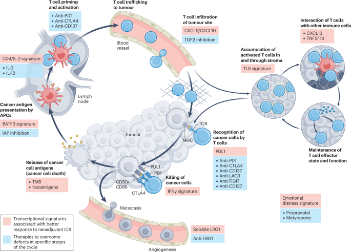 Lessons from neoadjuvant immunotherapy in melanoma: understanding ...