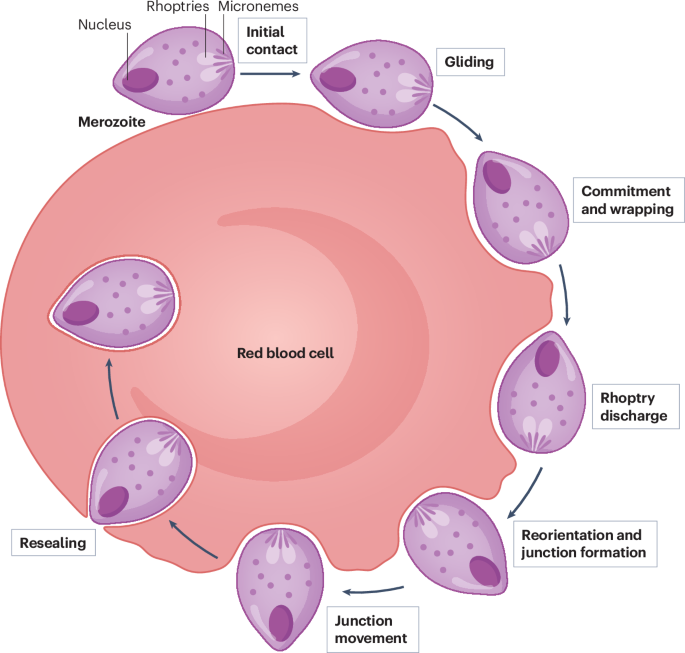 Erythrocyte invasion in malaria: from molecular mechanisms to rational ...