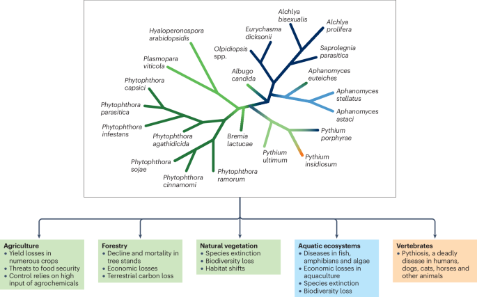 Oomycete plant pathogens: biology, pathogenesis and emerging control ...