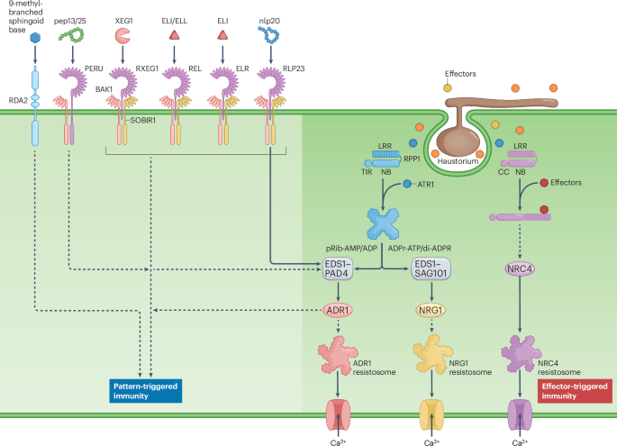 Oomycete plant pathogens: biology, pathogenesis and emerging control ...