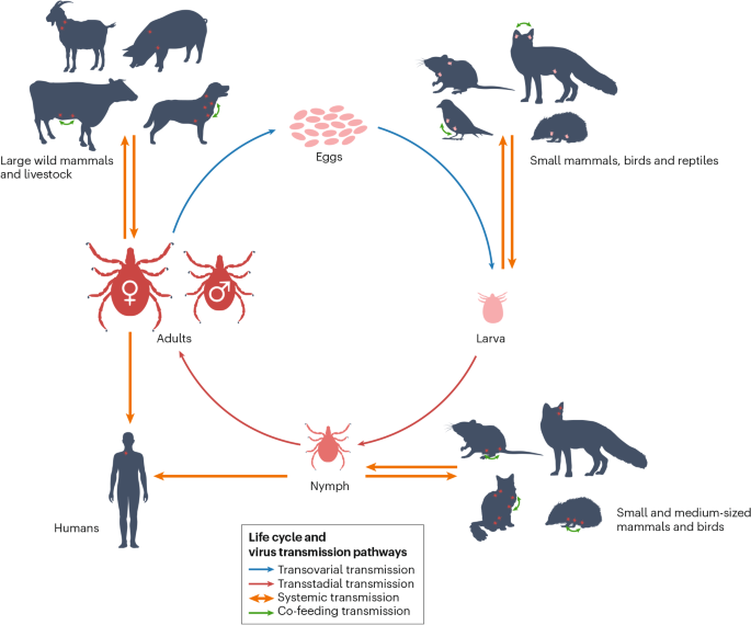 Tick-borne viruses: discovery, clinical aspects, influencing factors ...