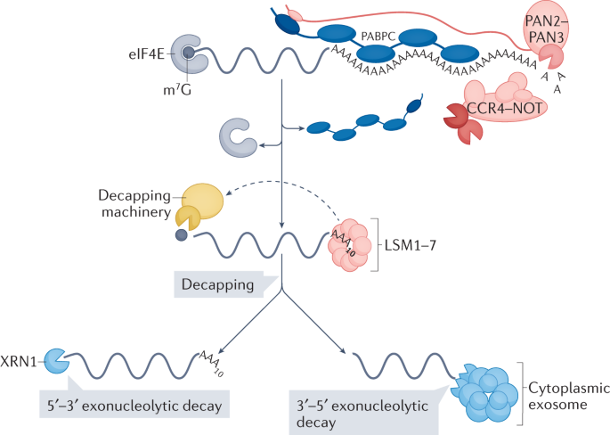 Roles of mRNA poly(A) tails in regulation of eukaryotic gene expression ...