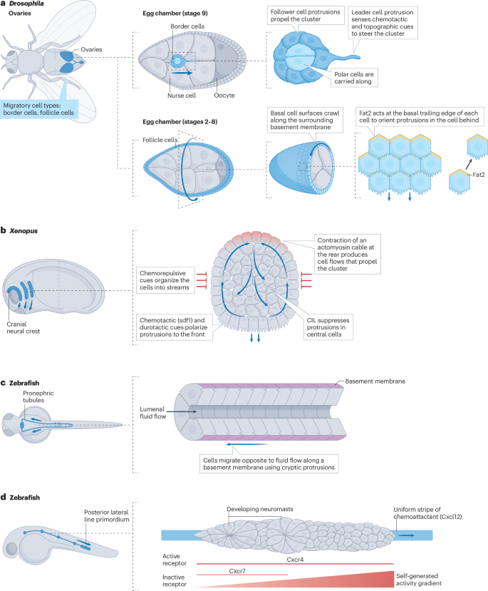 Collective cell migration modes in development, tissue repair and ...