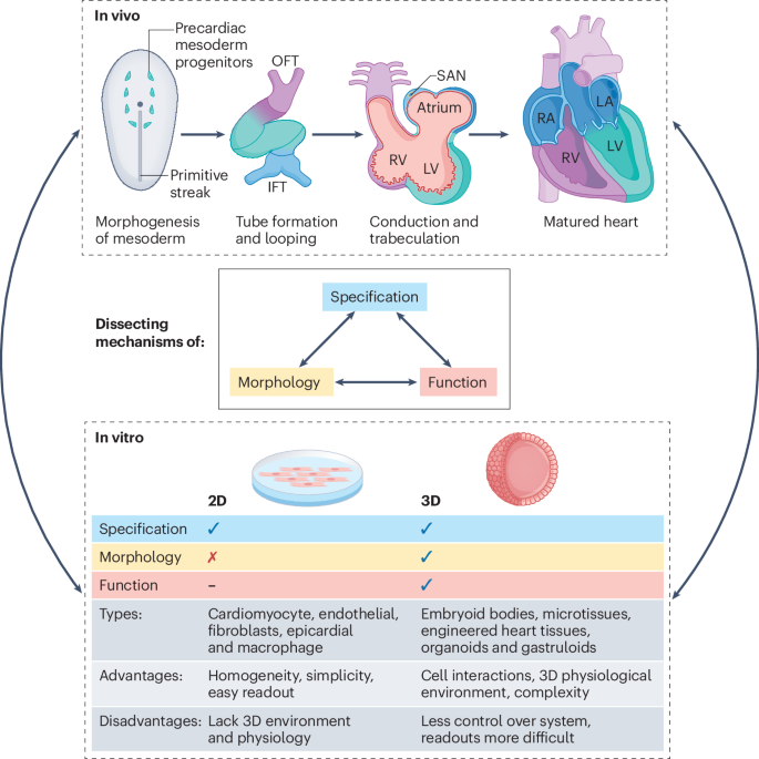 Coordination of cardiogenesis in vivo and in vitro | Nature Reviews ...