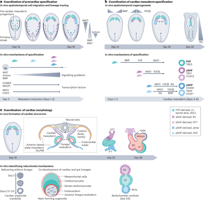 Coordination of cardiogenesis in vivo and in vitro | Nature Reviews ...