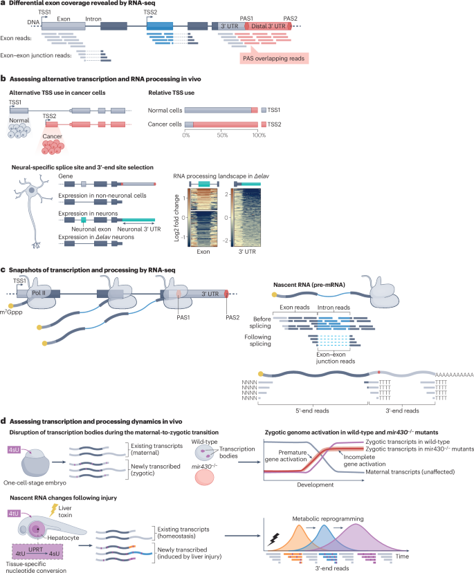 Elucidating the coordination of RNA processing using short-read and ...