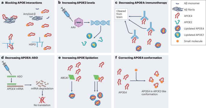 Multifaceted roles of APOE in Alzheimer disease | Nature Reviews Neurology