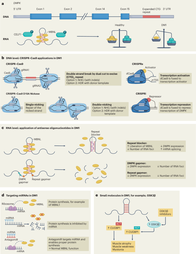 Myotonic dystrophy type 1: clinical diversity, molecular insights and ...