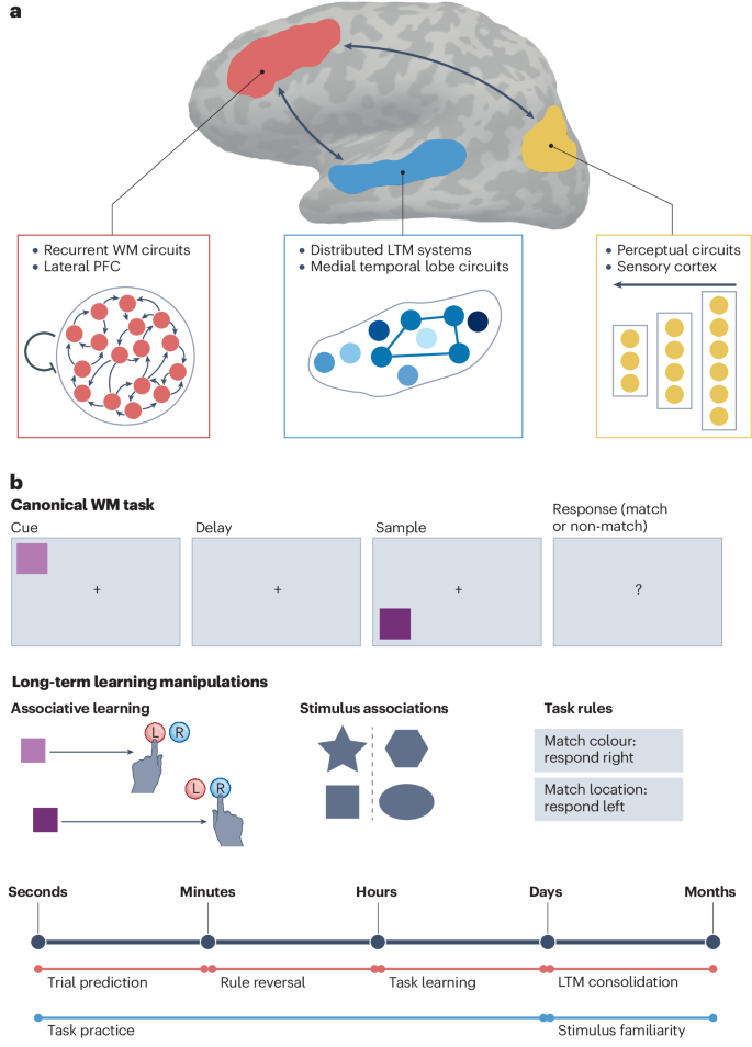 Timescales of learning in prefrontal cortex | Nature Reviews Neuroscience