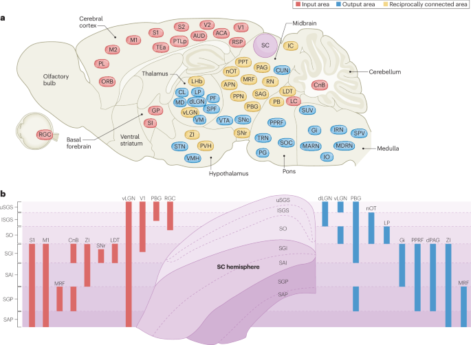 Genetically defined neuron types underlying visuomotor transformation ...