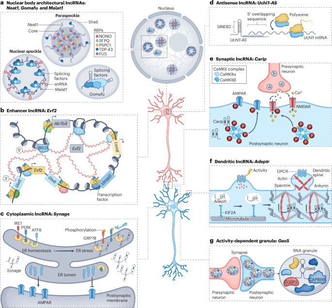 The emerging roles of long non-coding RNAs in the nervous system ...