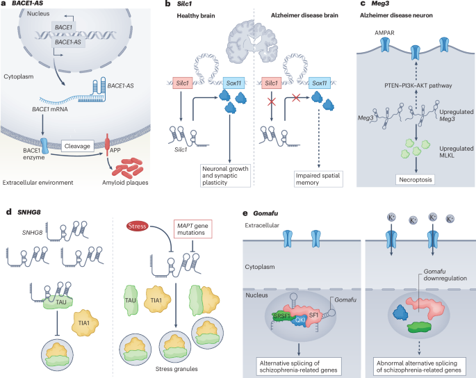 The emerging roles of long non-coding RNAs in the nervous system ...