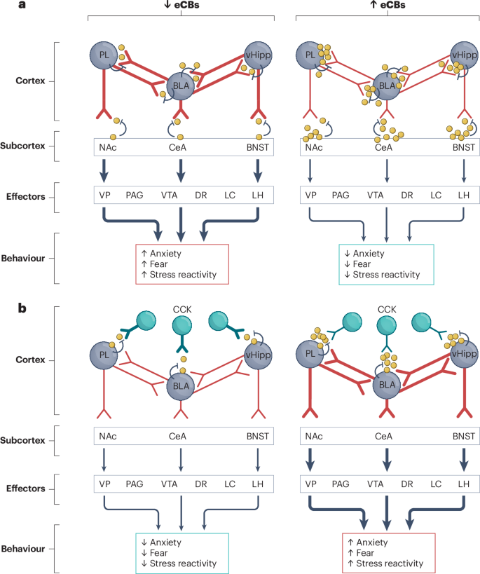 Circuit mechanisms governing endocannabinoid modulation of affective ...