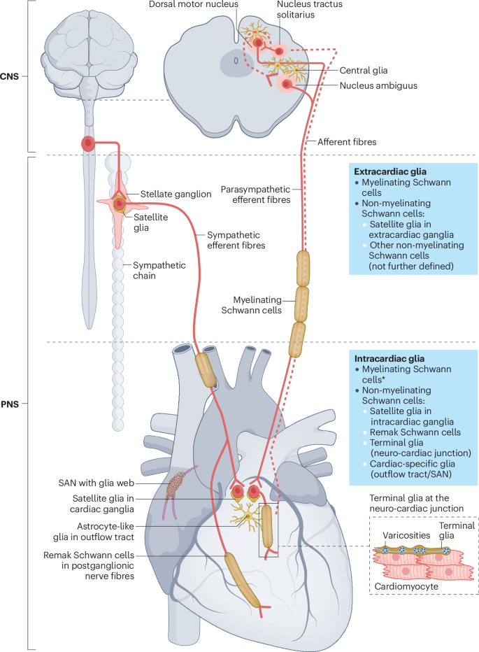 Glia of the heart’s nervous system | Nature Reviews Neuroscience