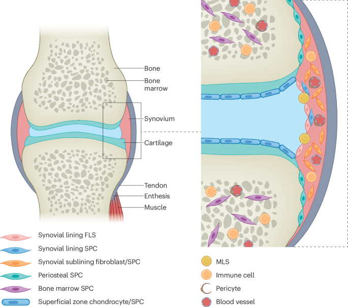 Stem and progenitor cells in the synovial joint as targets for ...
