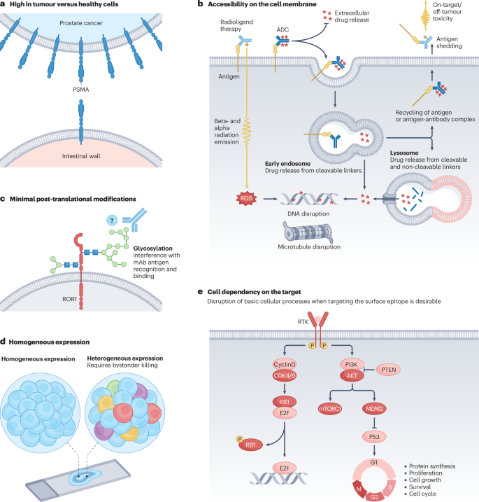 Targeting the tumour cell surface in advanced prostate cancer | Nature ...