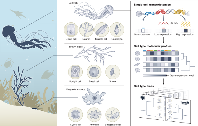 The Biodiversity Cell Atlas: mapping the tree of life at cellular ...
