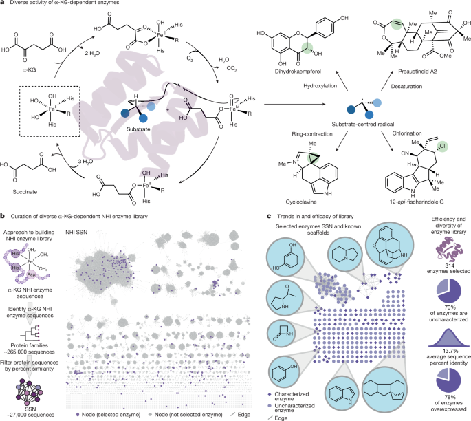 Connecting chemical and protein sequence space to predict biocatalytic ...