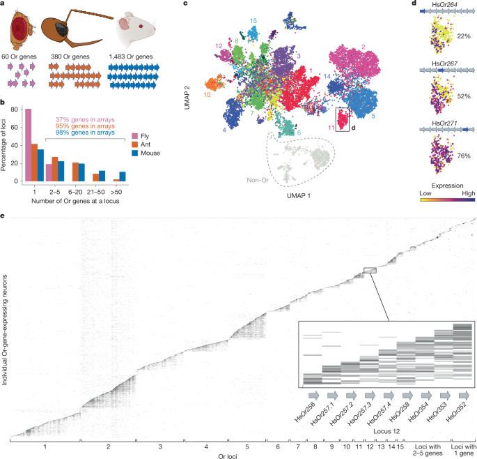 Transcriptional interferences ensure one olfactory receptor per ant ...