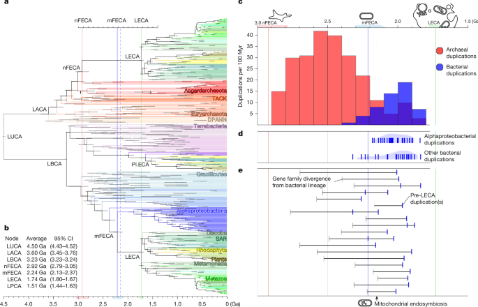 Dated gene duplications elucidate the evolutionary assembly of ...