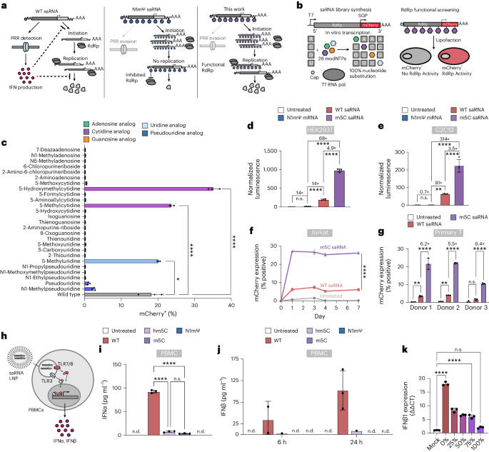 Complete substitution with modified nucleotides in self-amplifying RNA suppresses the interferon ...