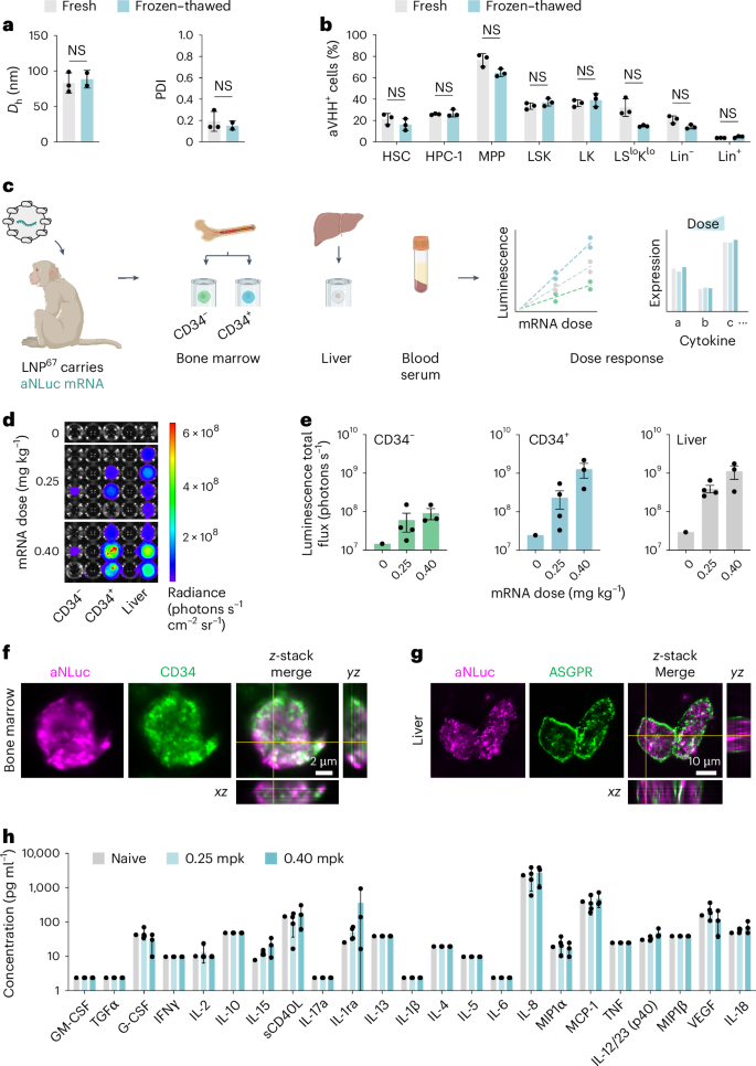 Lipid nanoparticle-mediated mRNA delivery to CD34+ cells in rhesus monkeys | Nature Biotechnology