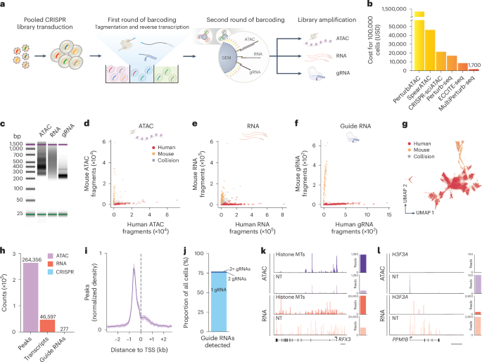 Pooled CRISPR screens with joint single-nucleus chromatin accessibility and transcriptome ...