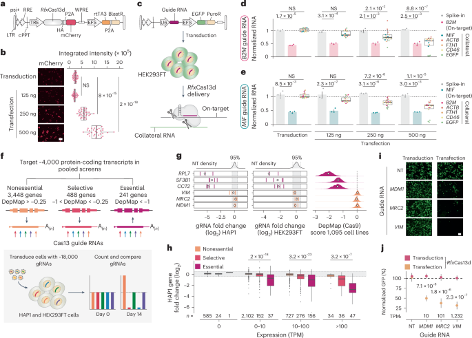 Precise RNA targeting with CRISPR–Cas13d | Nature Biotechnology