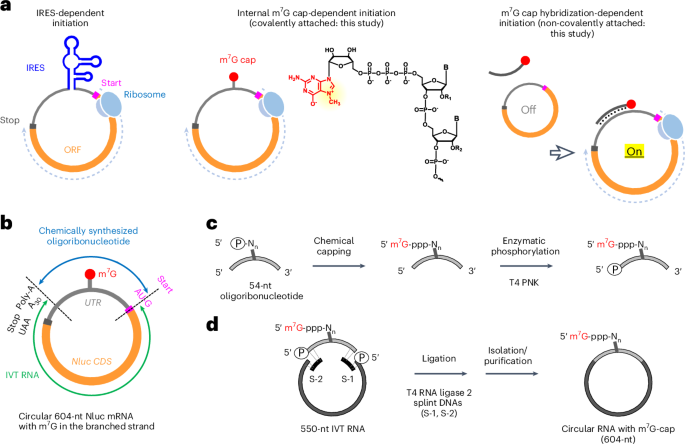 Covalently or non-covalently attached m7G cap enhances protein ...
