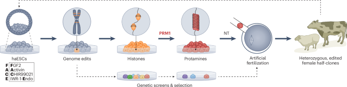 Genome-edited farm animals from haploid stem cells | Nature Biotechnology