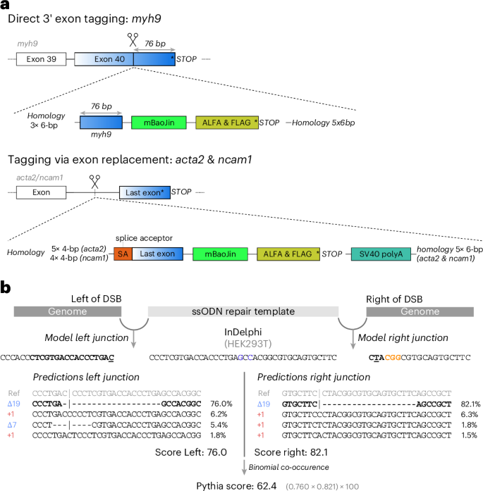 Pythia provides deep learning-driven precision in CRISPR–Cas9 genome engineering | Nature ...