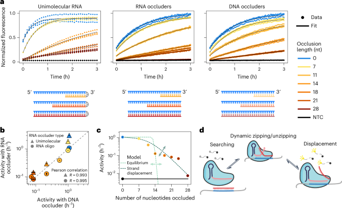 RNA structure modulates Cas13 activity and enables mismatch detection ...