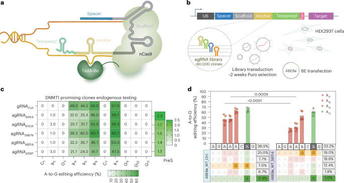 Engineered base editors with reduced bystander editing through directed ...
